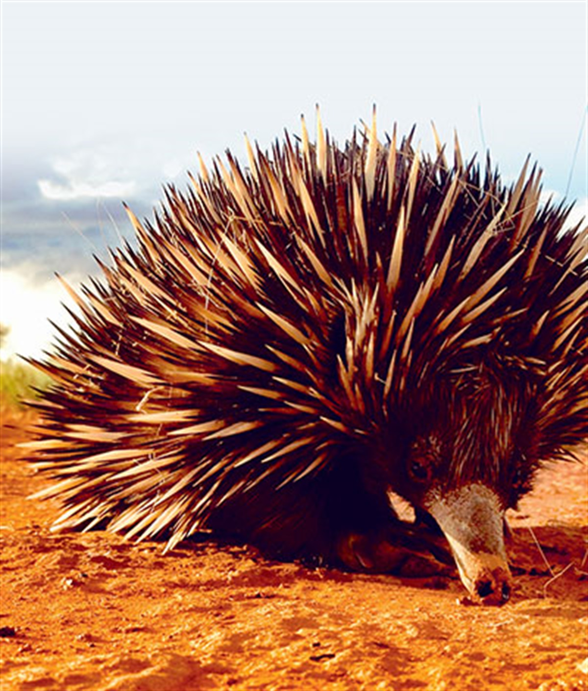 Visitors | Bulloo Shire Council